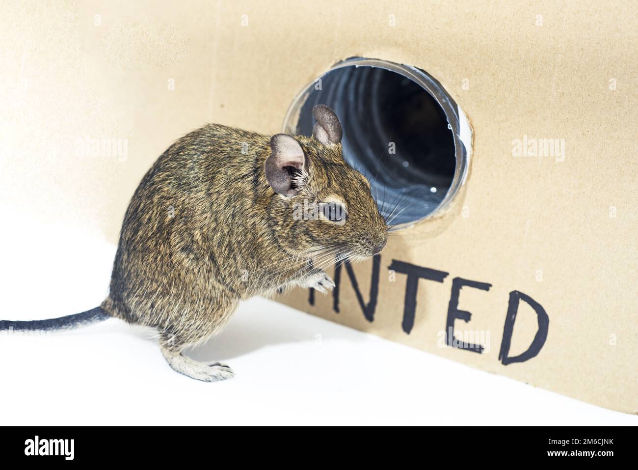 Australian mouse hi-res stock photography and images - Alamy