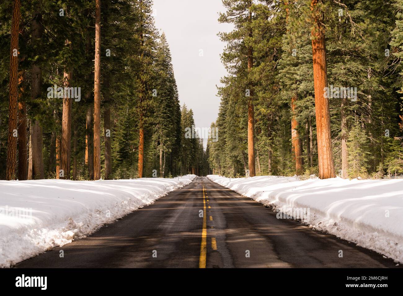 Two Lane Asphalt Road Leads Through Forest Wintertime Stock Photo - Alamy