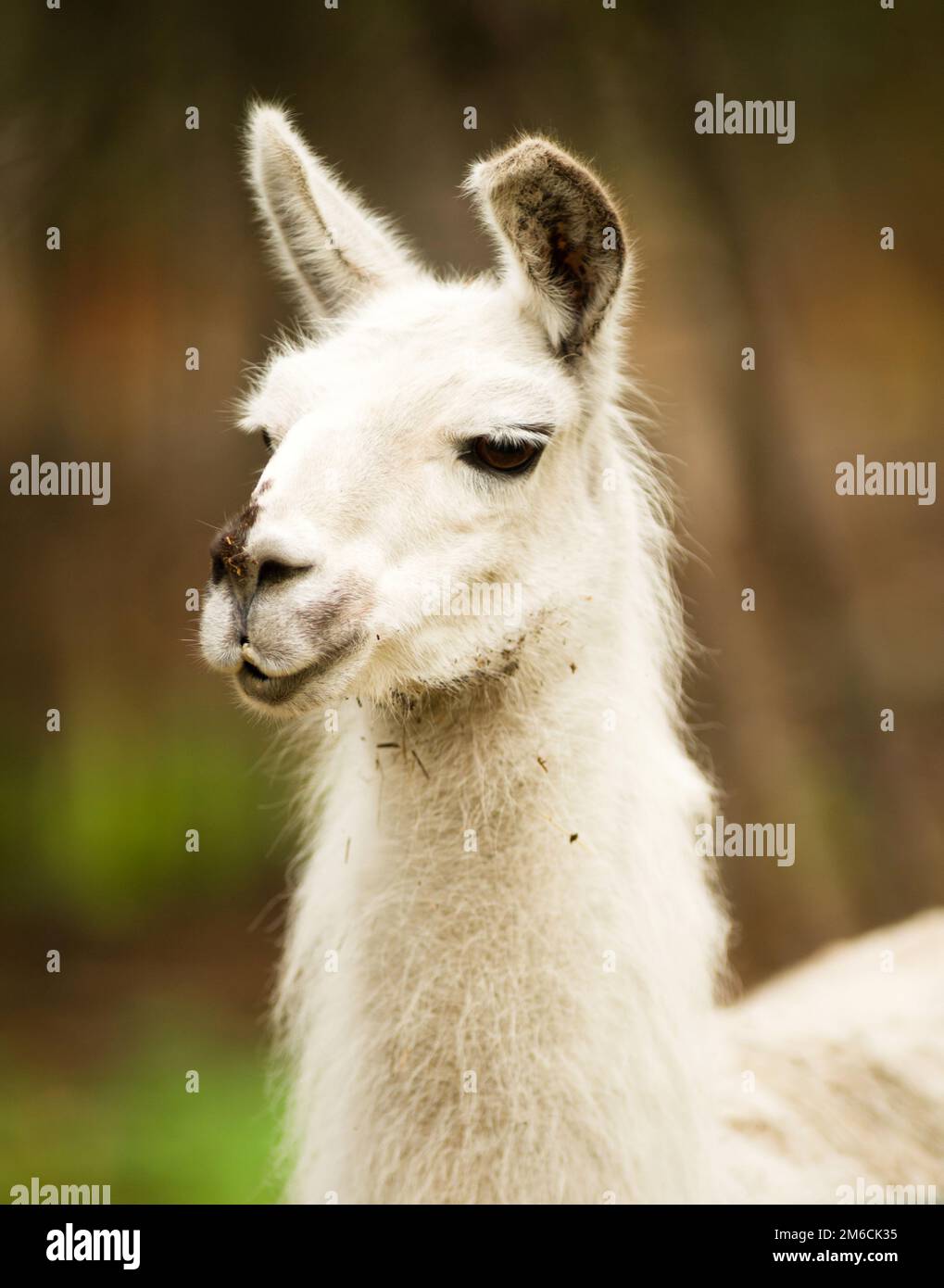 Lone Domestic Llama Farm Livestock Animals Alaska Stock Photo - Alamy