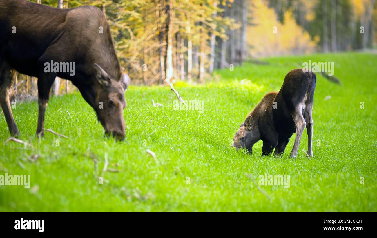Female Moose Cow Calf Feeding On Grass Alaska Wilderness Stock Photo - Alamy