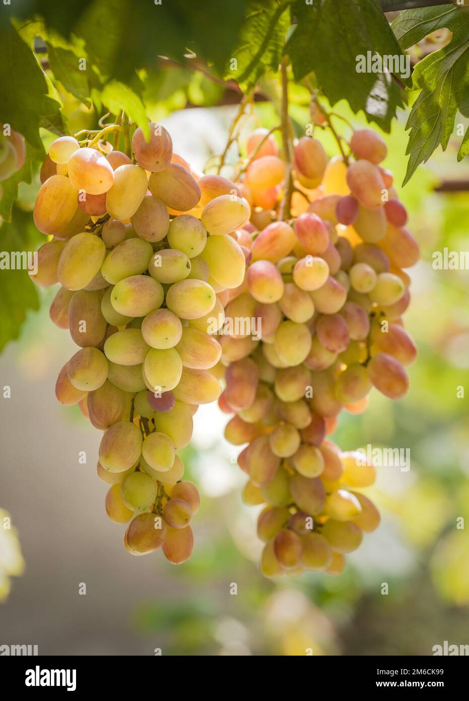 Bunches of grapes growing on vines Stock Photo - Alamy