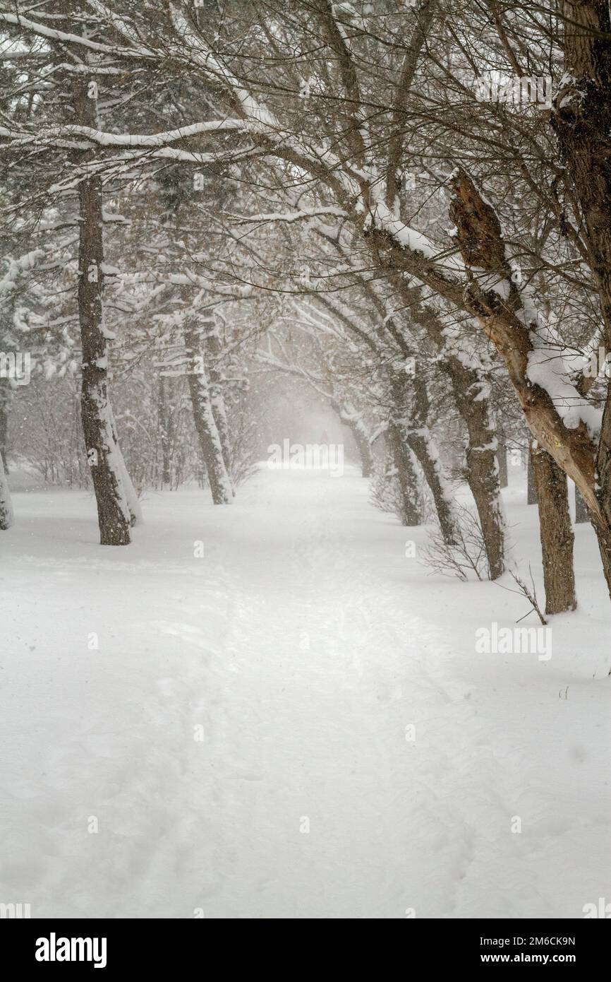 Snowfall alley hi-res stock photography and images - Alamy