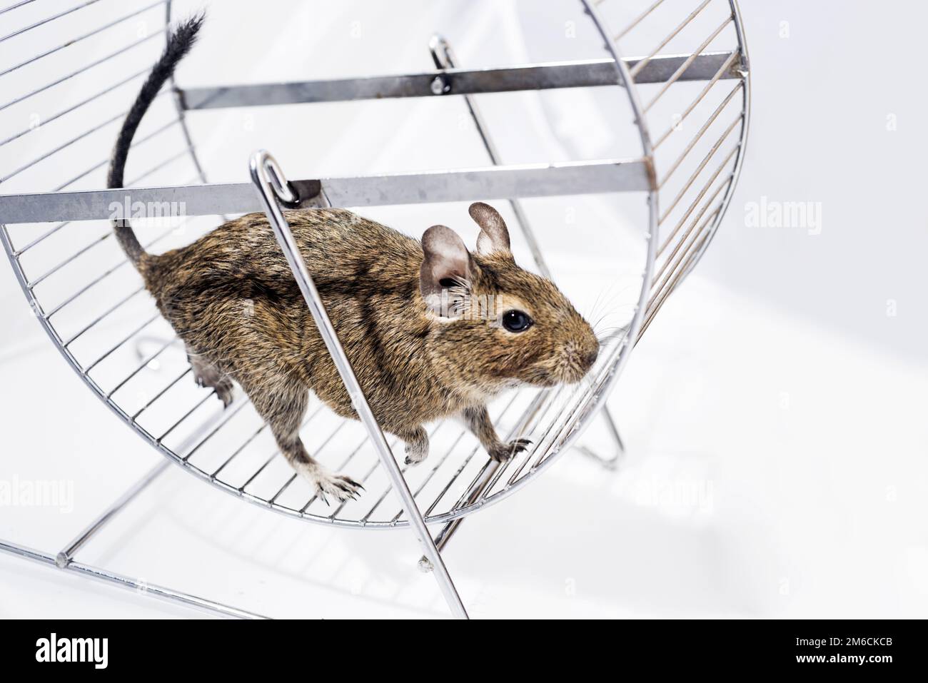 Small Australian home pet Degu Stock Photo - Alamy