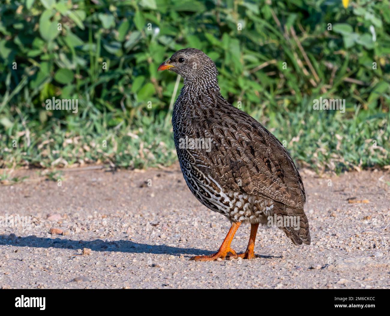 A Natal Spurfowl (Pternistis natalensis) walking on dirt road. Kruger ...