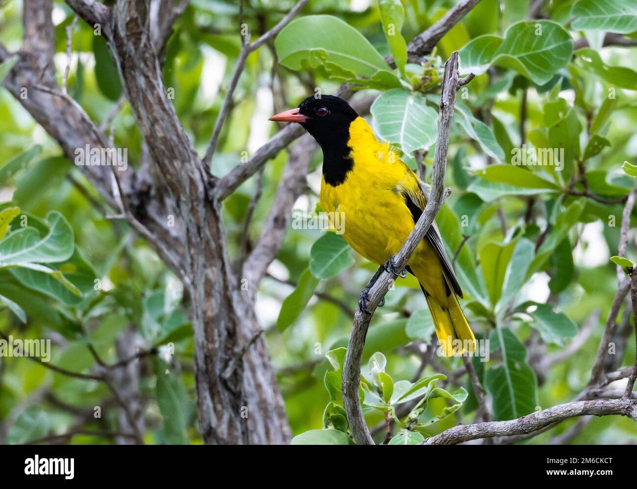 African black headed oriole hi-res stock photography and images - Alamy