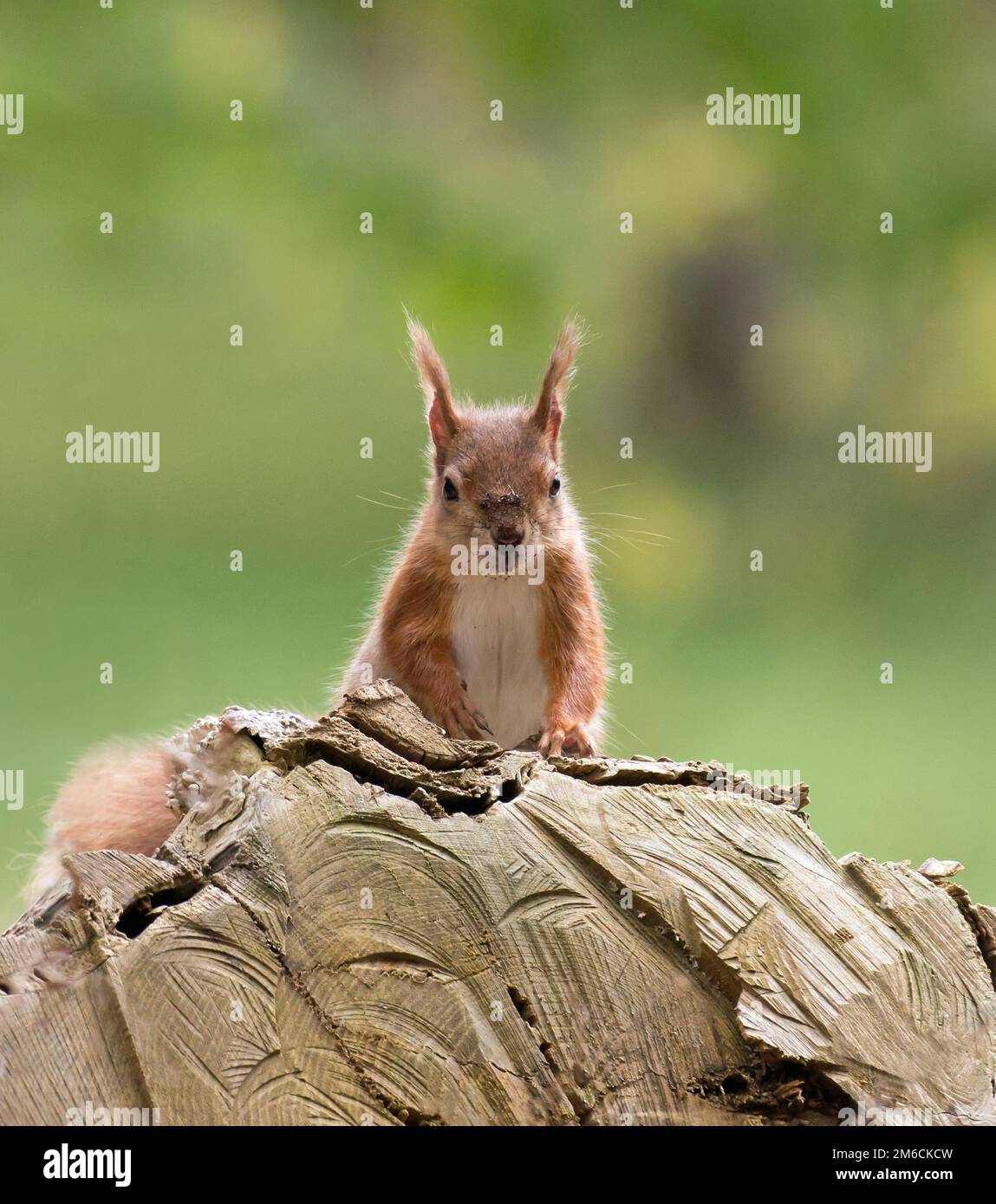 Red squirrel log hi-res stock photography and images - Alamy