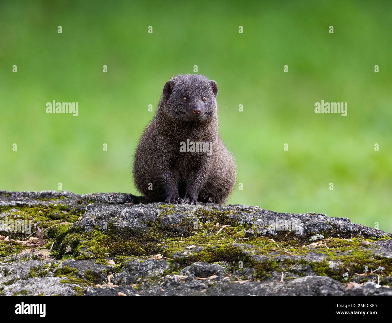 A Common Dwarf Mongoose (Helogale parvula) sitting on a rock. Kruger ...