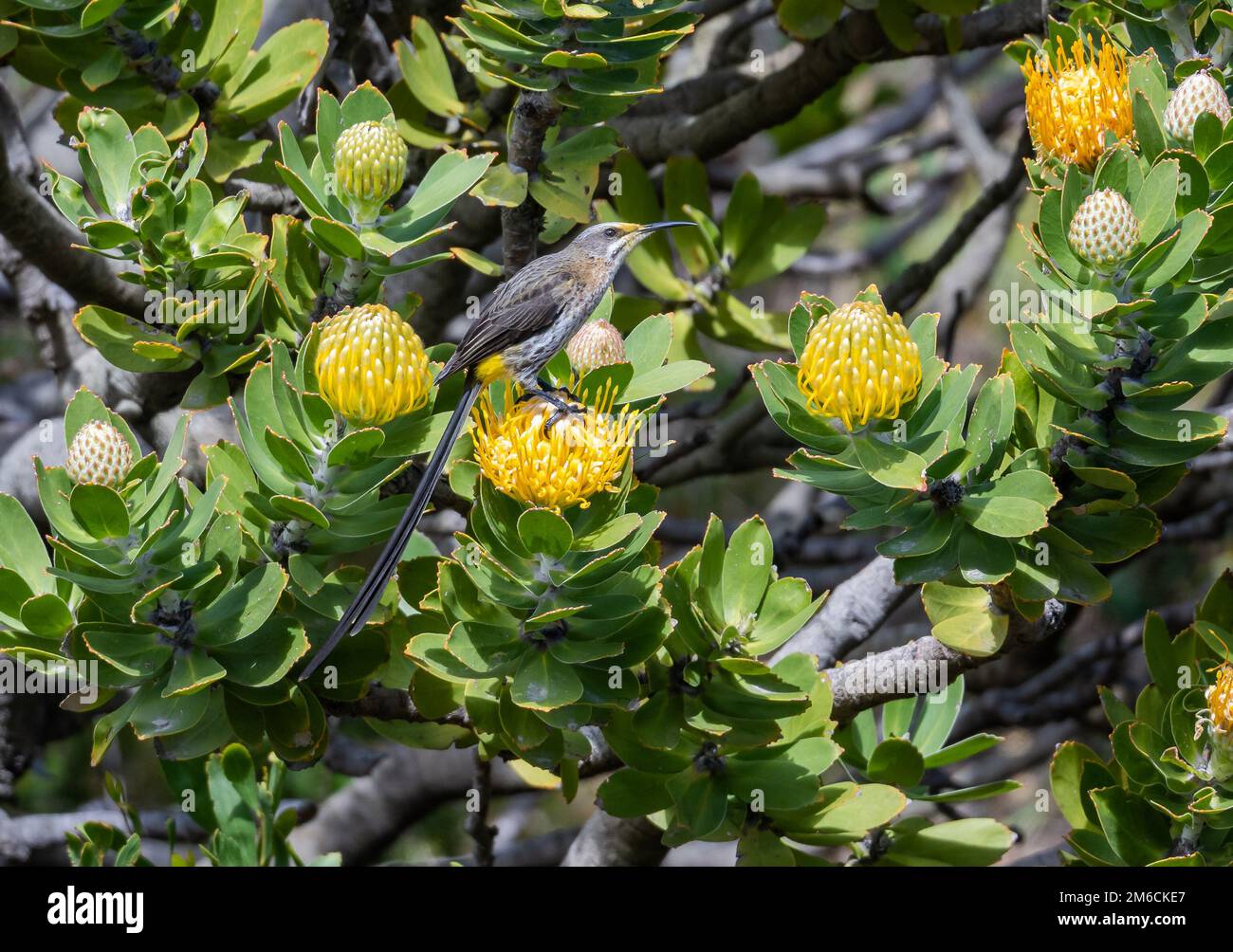 A Cape Sugarbird (Promerops cafer) feeding on yellow flowers of Fynbos ...