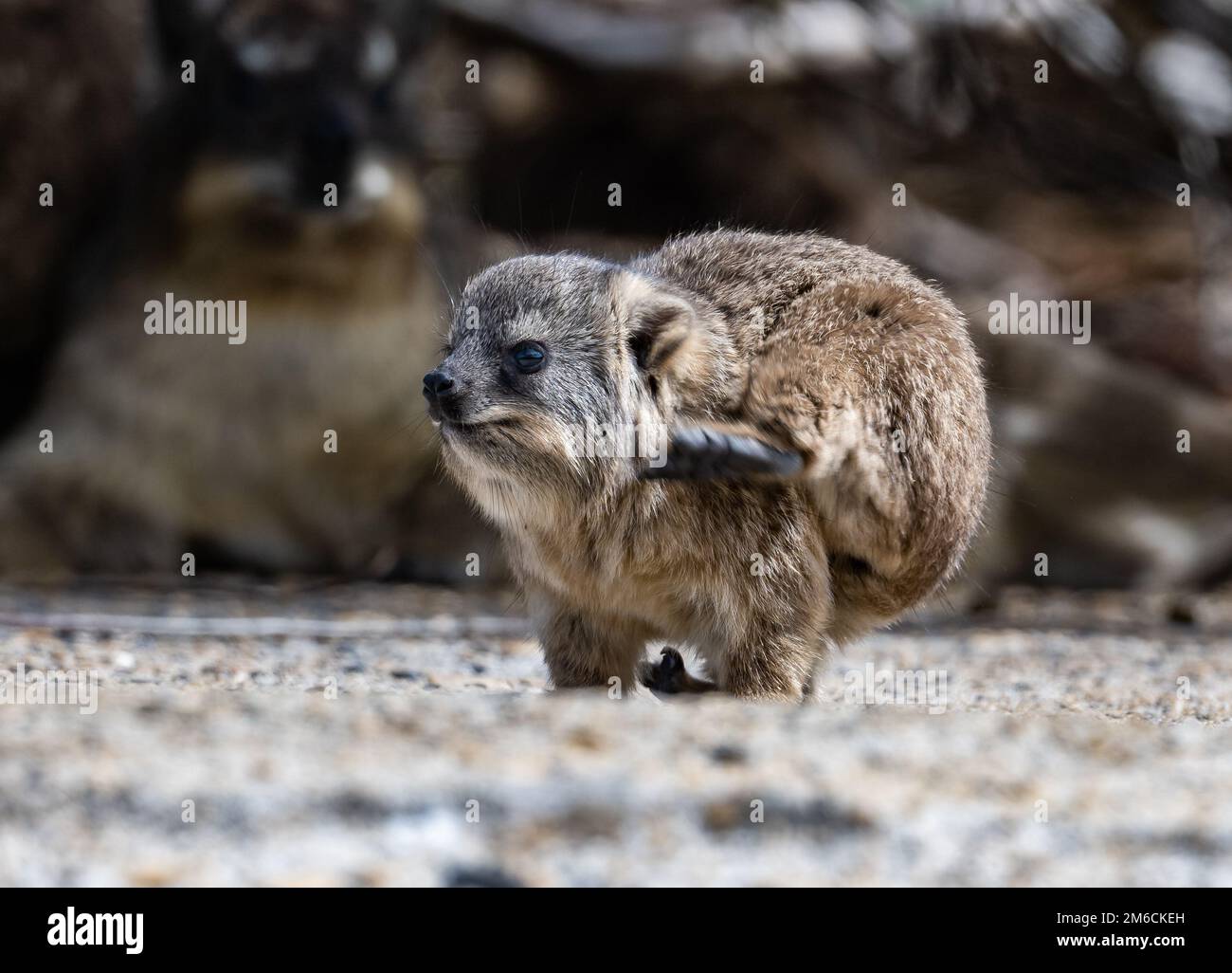 A young Rock Hyrax (Procavia capensis). Western Cape, South Africa ...