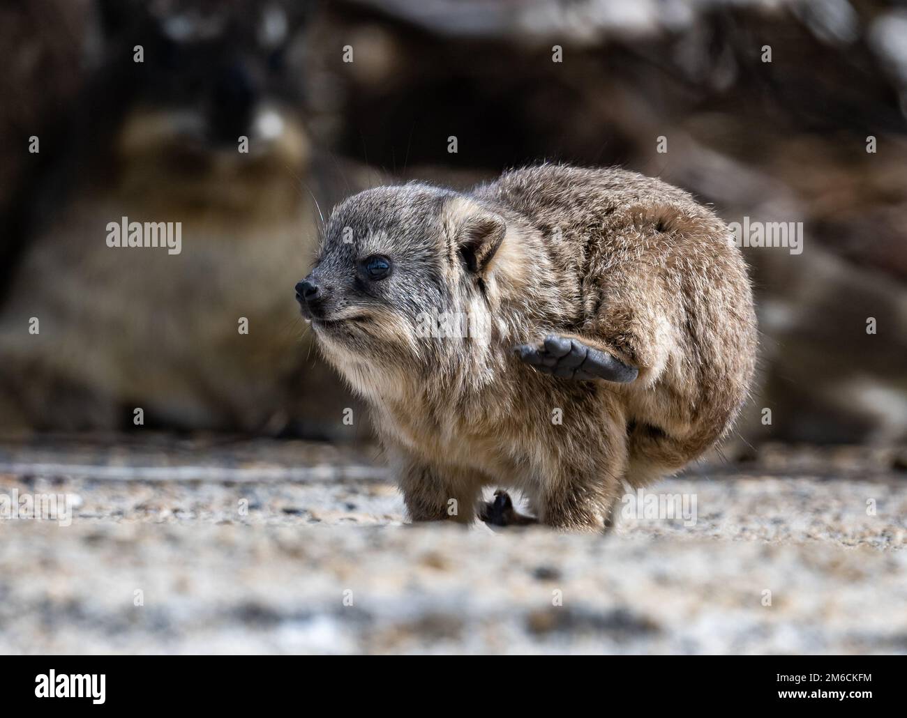 A young Rock Hyrax (Procavia capensis). Western Cape, South Africa ...