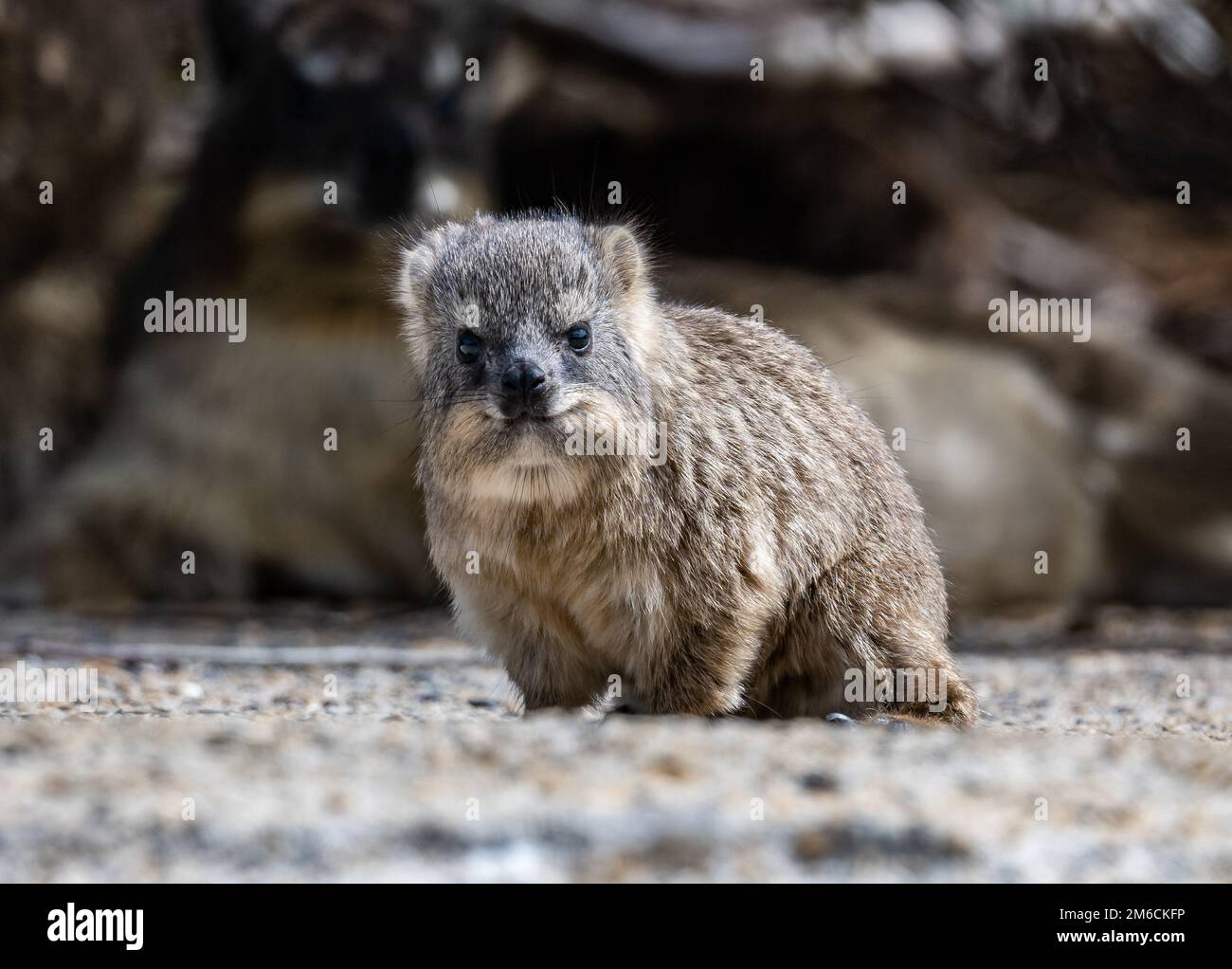 A young Rock Hyrax (Procavia capensis). Western Cape, South Africa ...