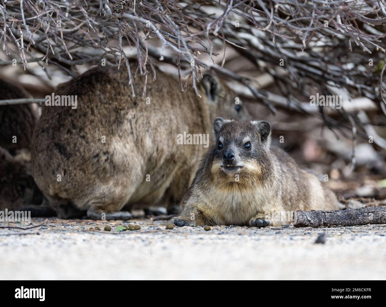 A young Rock Hyrax (Procavia capensis). Western Cape, South Africa ...