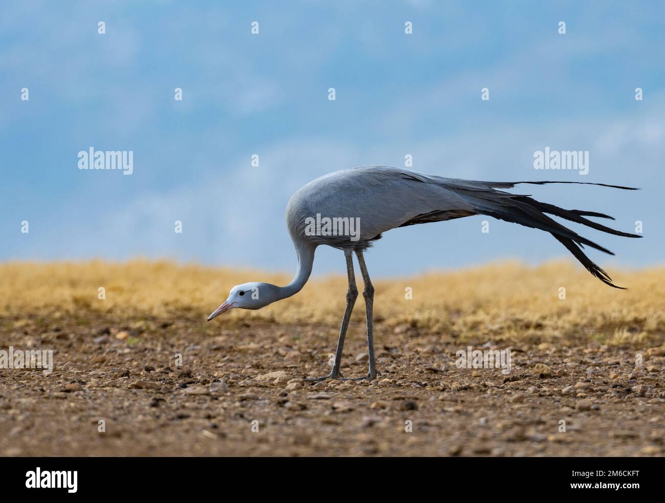 The elegant Blue Crane (Anthropoides paradiseus) is the national bird ...