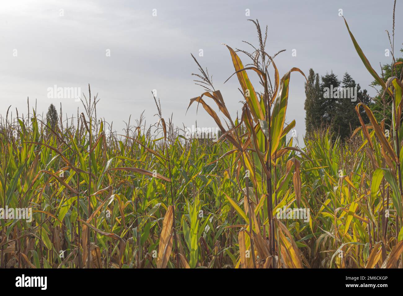 Corn stalks in late September after harvest Stock Photo - Alamy