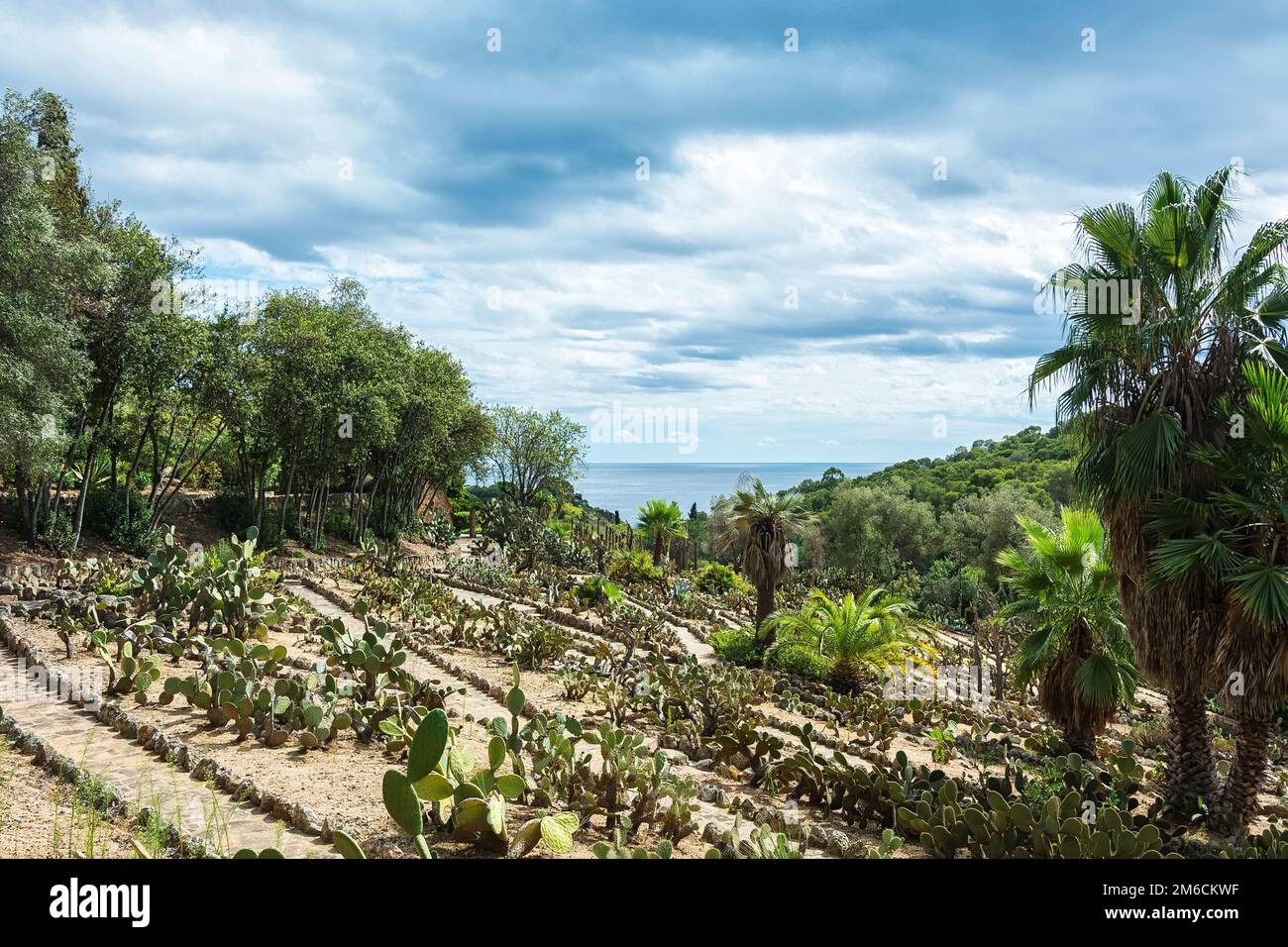 Cacti and palm trees on the hillside, against the sea horizon Stock ...