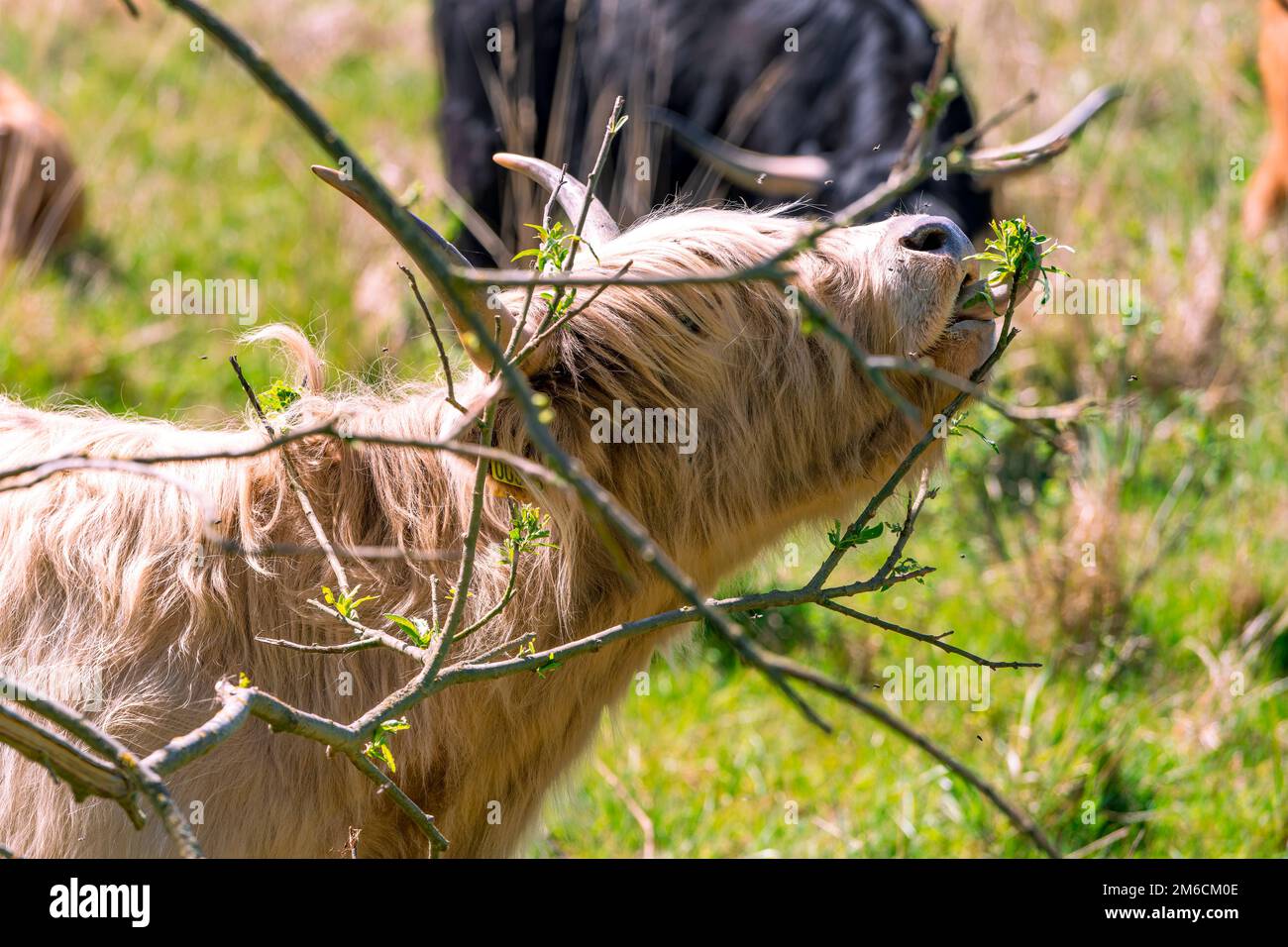 A little Dutch Landrace goat captured from the side chewing on tree ...