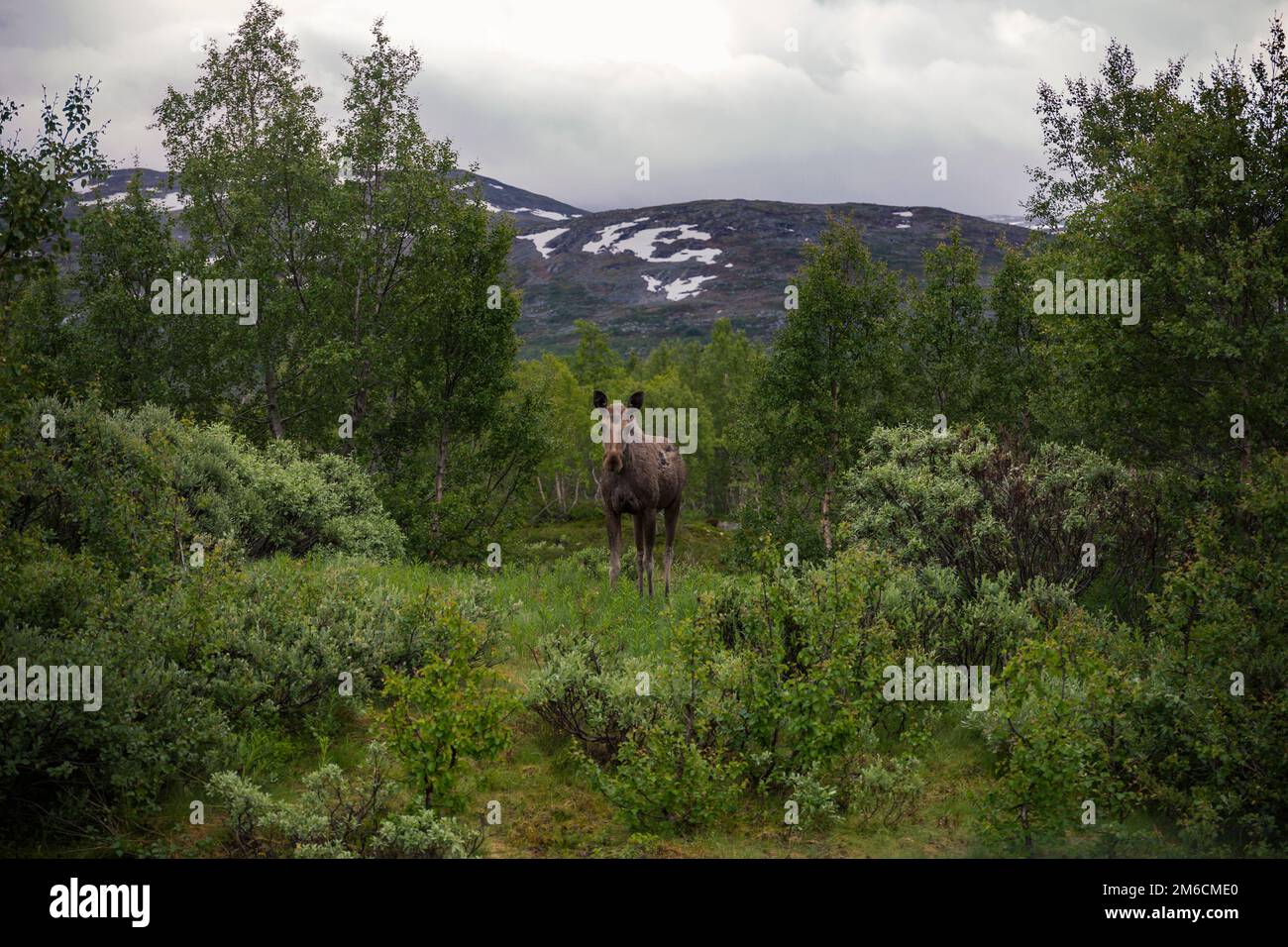 Wild cow elk hi-res stock photography and images - Alamy