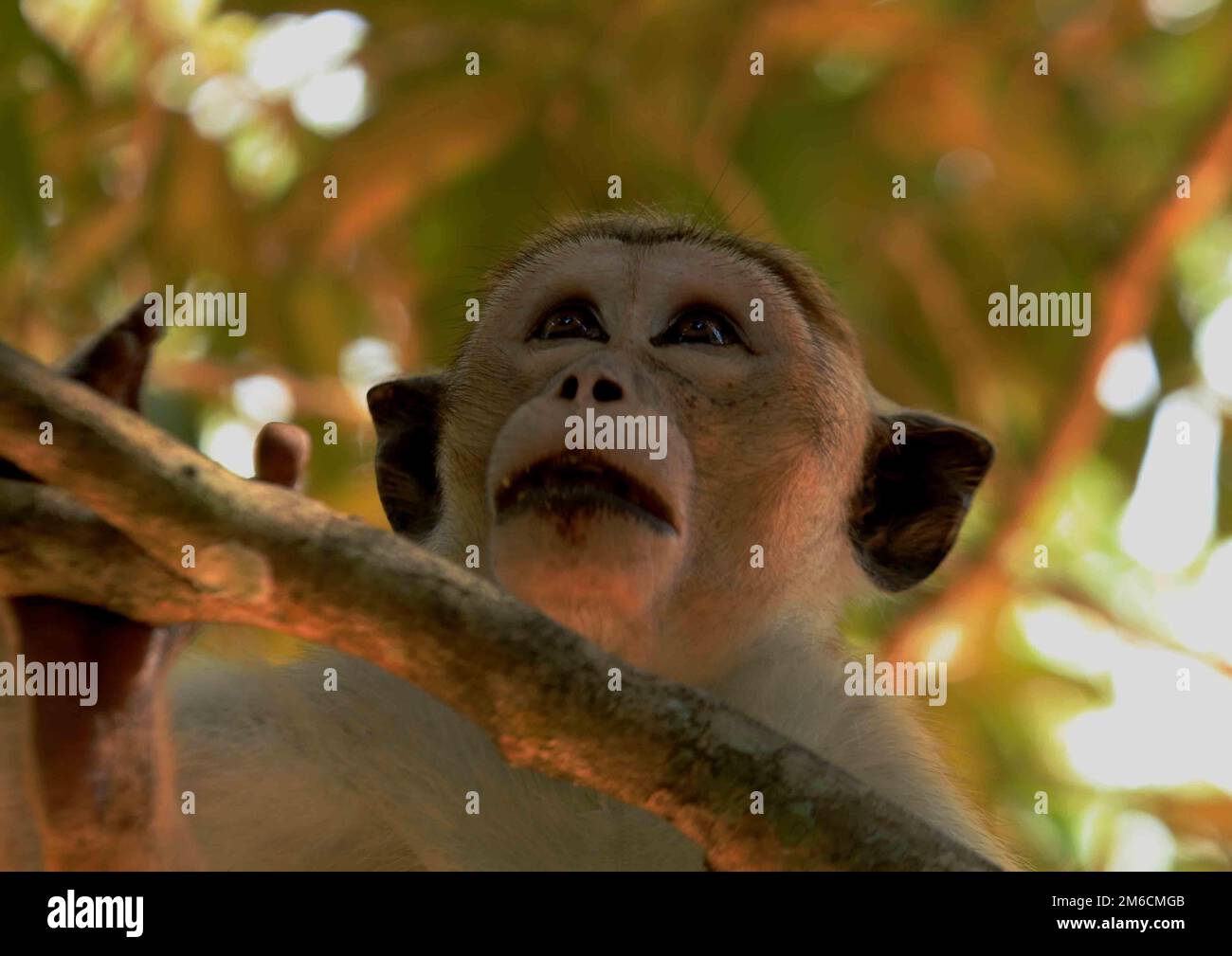 Monkeys and Grey Languor's in the forest. Sri Lanka Stock Photo - Alamy