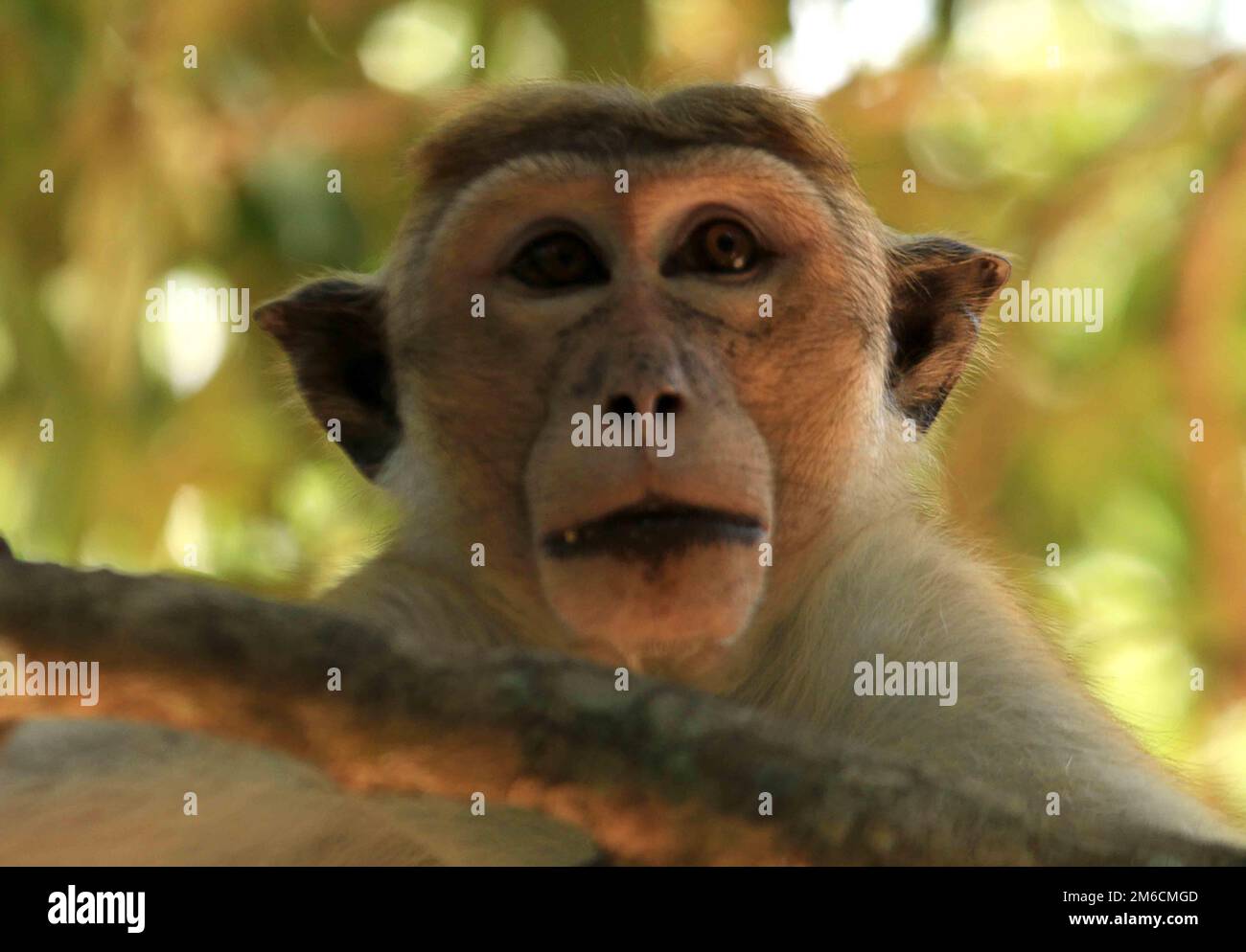 Monkeys and Grey Languor's in the forest. Sri Lanka Stock Photo - Alamy