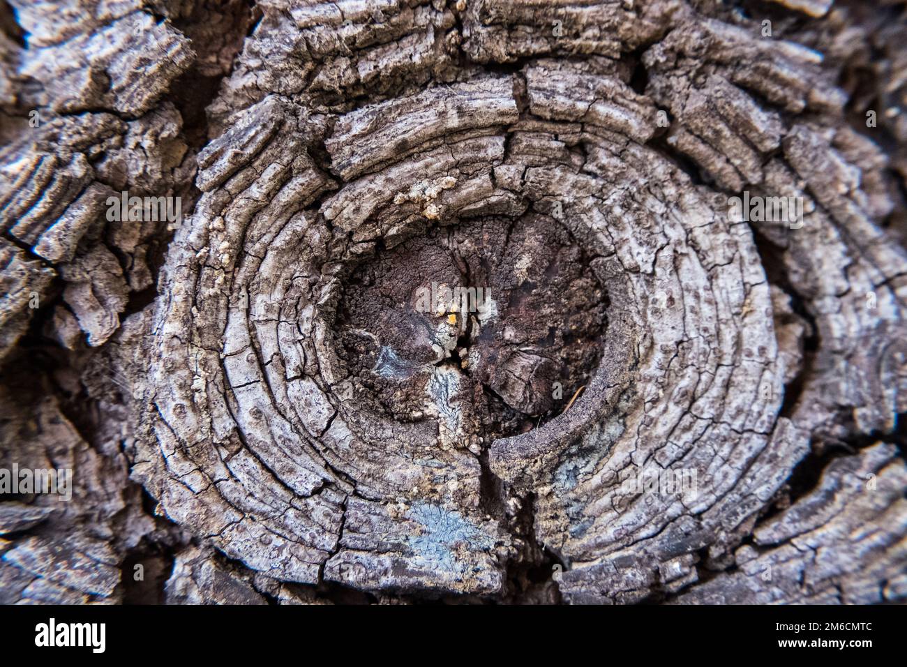Nature design on a tree bark Stock Photo - Alamy