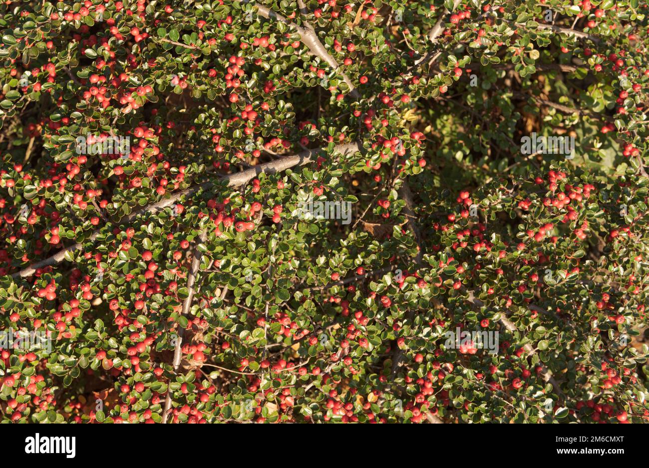 Bush texture hi-res stock photography and images - Alamy