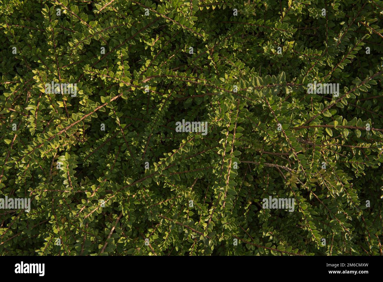 Bush texture hi-res stock photography and images - Alamy