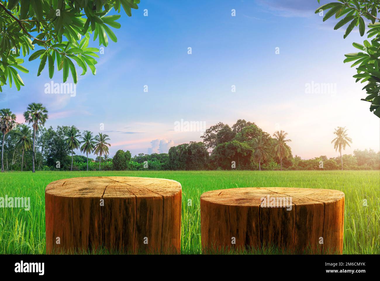 Tree trunk wood Podium display for food, perfume, and other products on ...