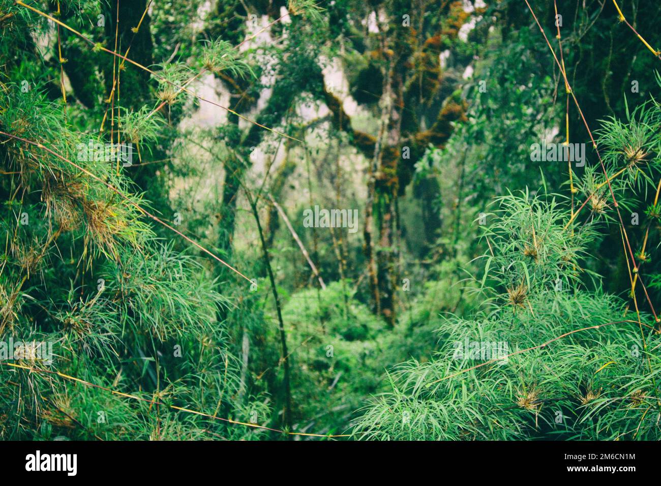 Wild forest on the Inca Trail to Machu Picchu. Peru. South America. No ...