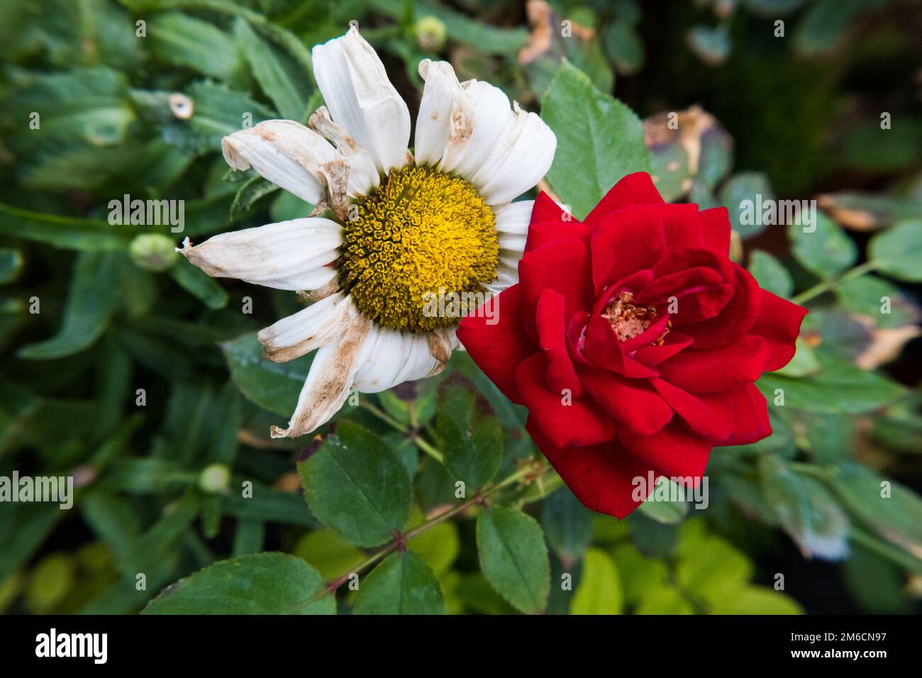 Rose and daisy flower hi-res stock photography and images - Alamy