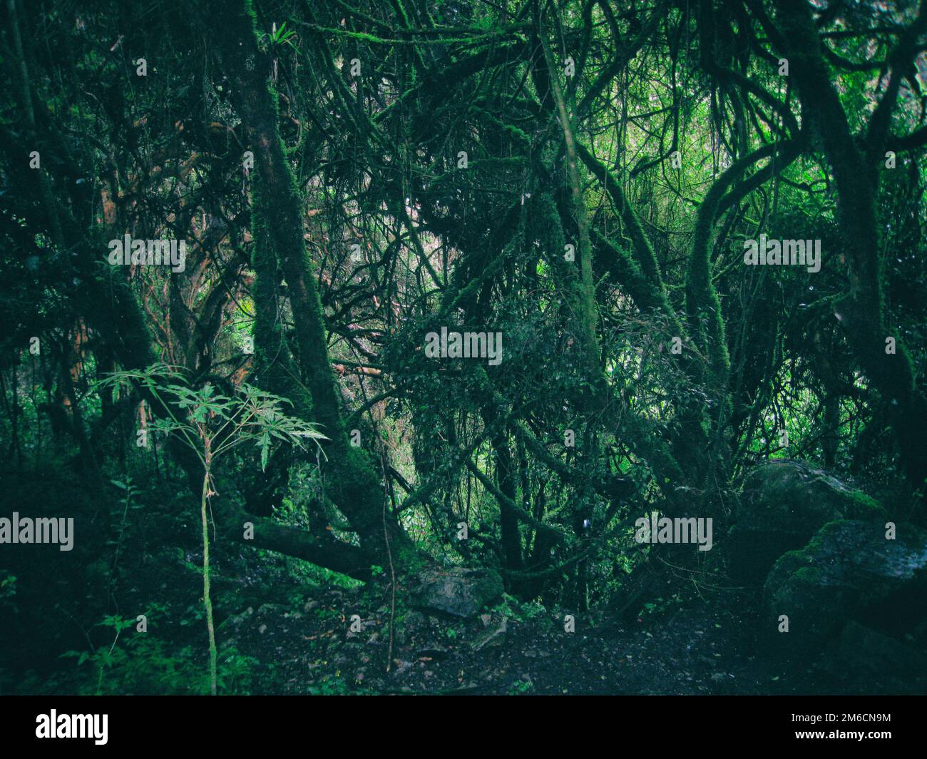 Wild rainforest on the Andes mountains. Peru. South America Stock Photo ...