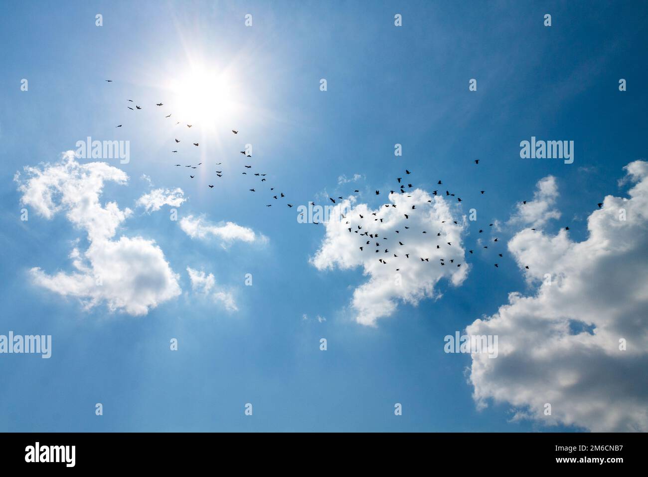 Many white birds hi-res stock photography and images - Alamy