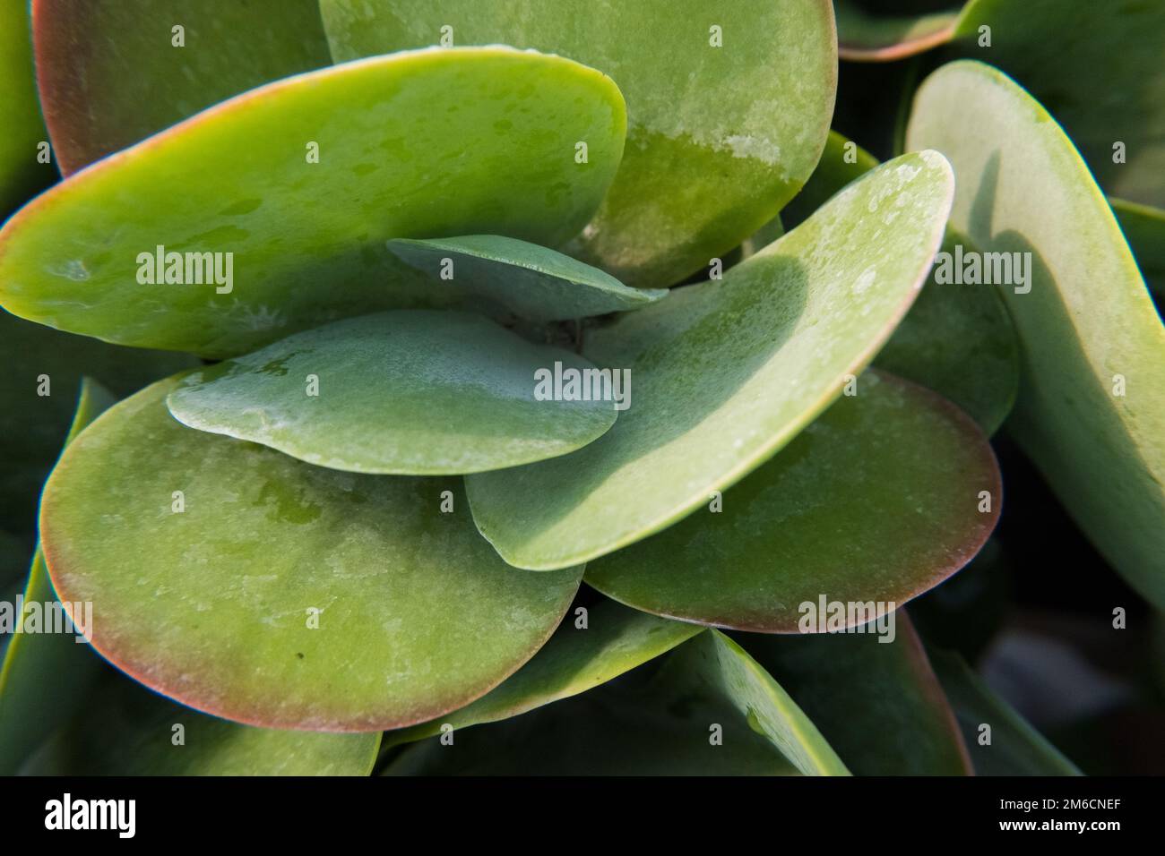 Rounded leafs with red edges of a green fat plant Stock Photo - Alamy