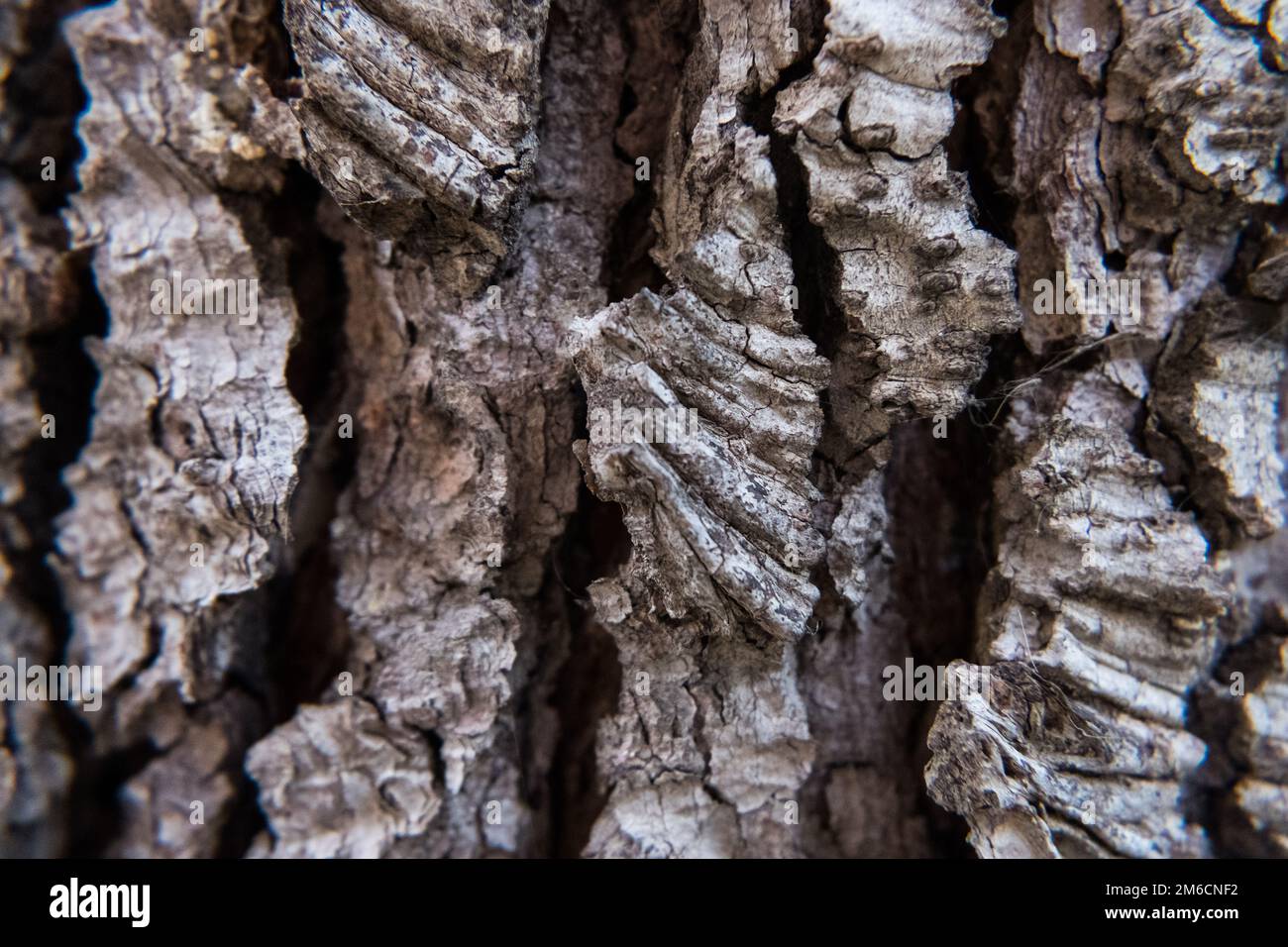 Wallpaper of tree bark Stock Photo - Alamy