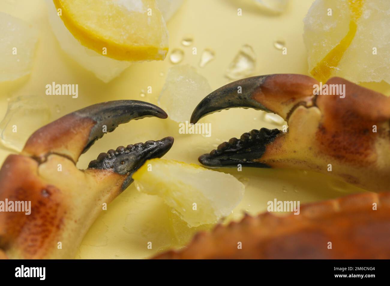 Cooking crabs and lemons in ice on a yellow background.Seafood species ...
