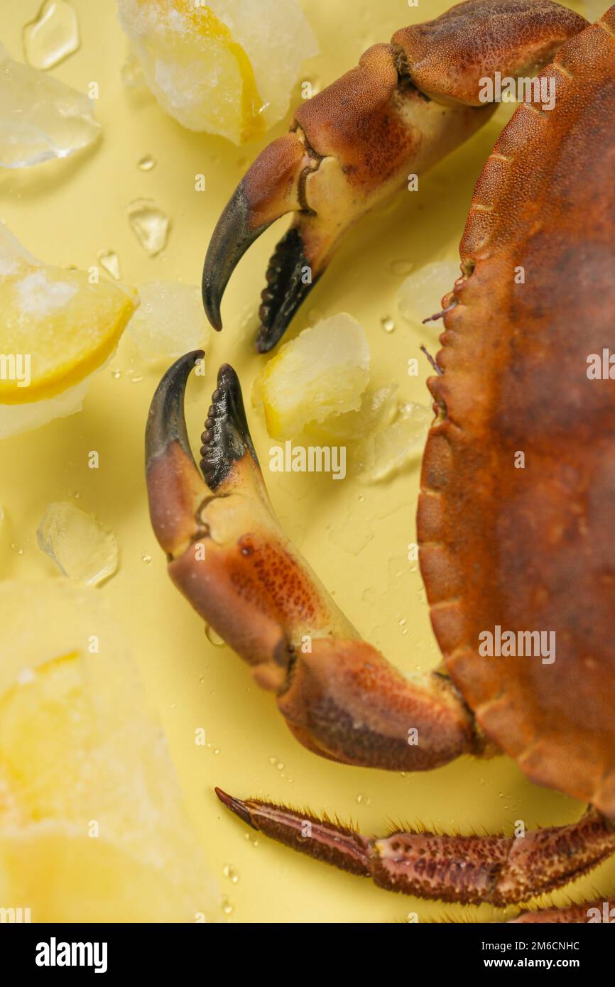 Crab boiled and lemons in ice on a yellow background.Seafood species ...