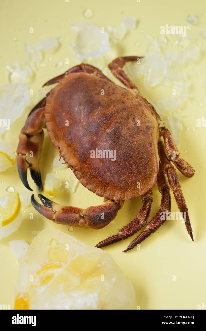 Crab with ice.Cooking crabs and seafood. Crab boiled and lemons on a ...