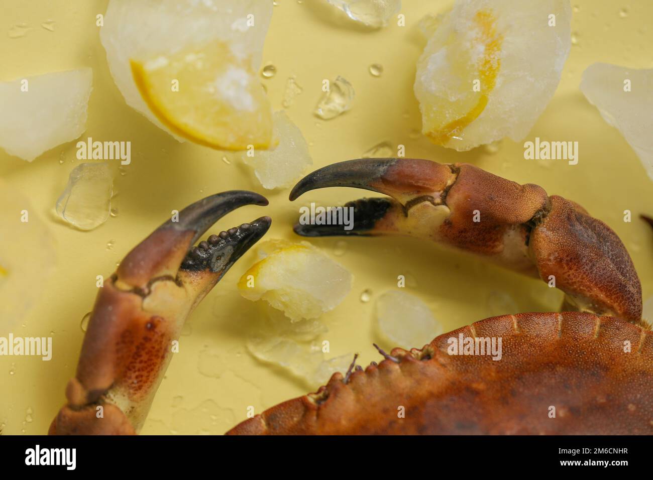 Crab boiled close-up and lemons in ice on a yellow background.Seafood ...