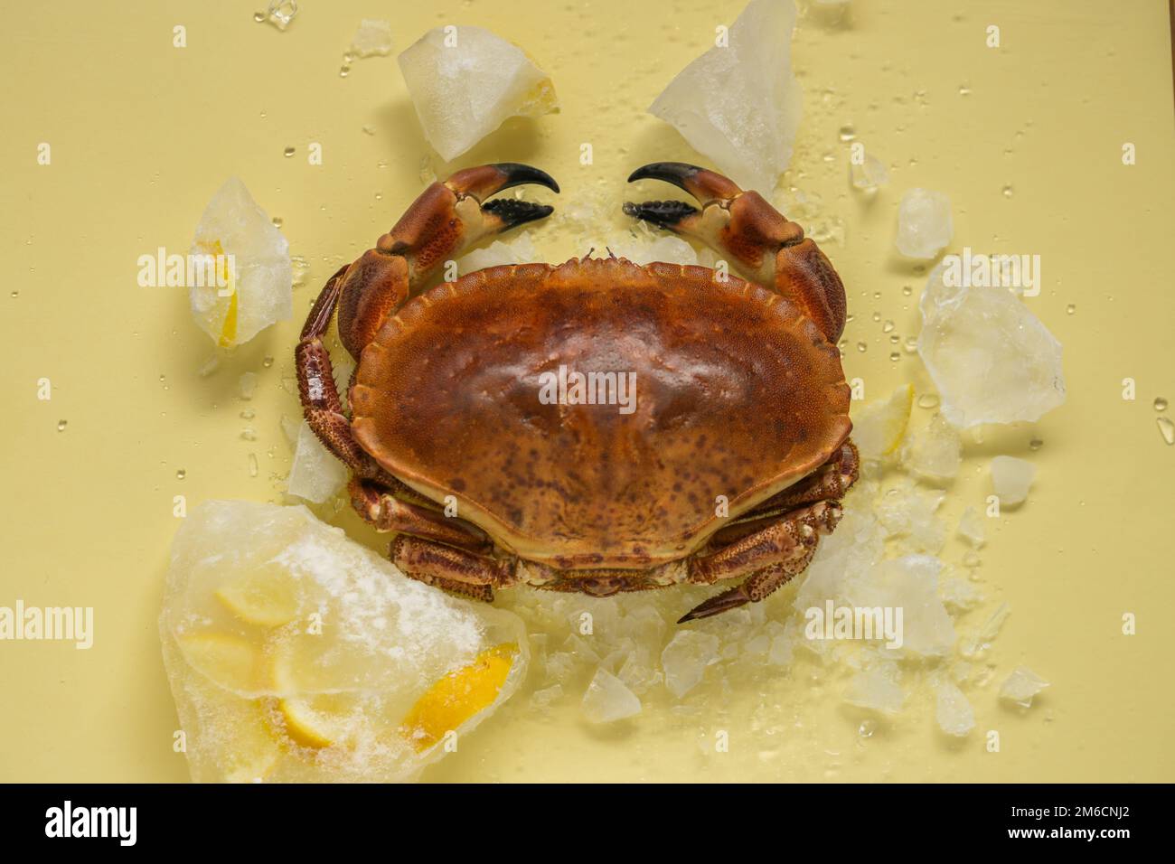 Crab boiled and lemons in ice on a yellow background.Seafood species ...