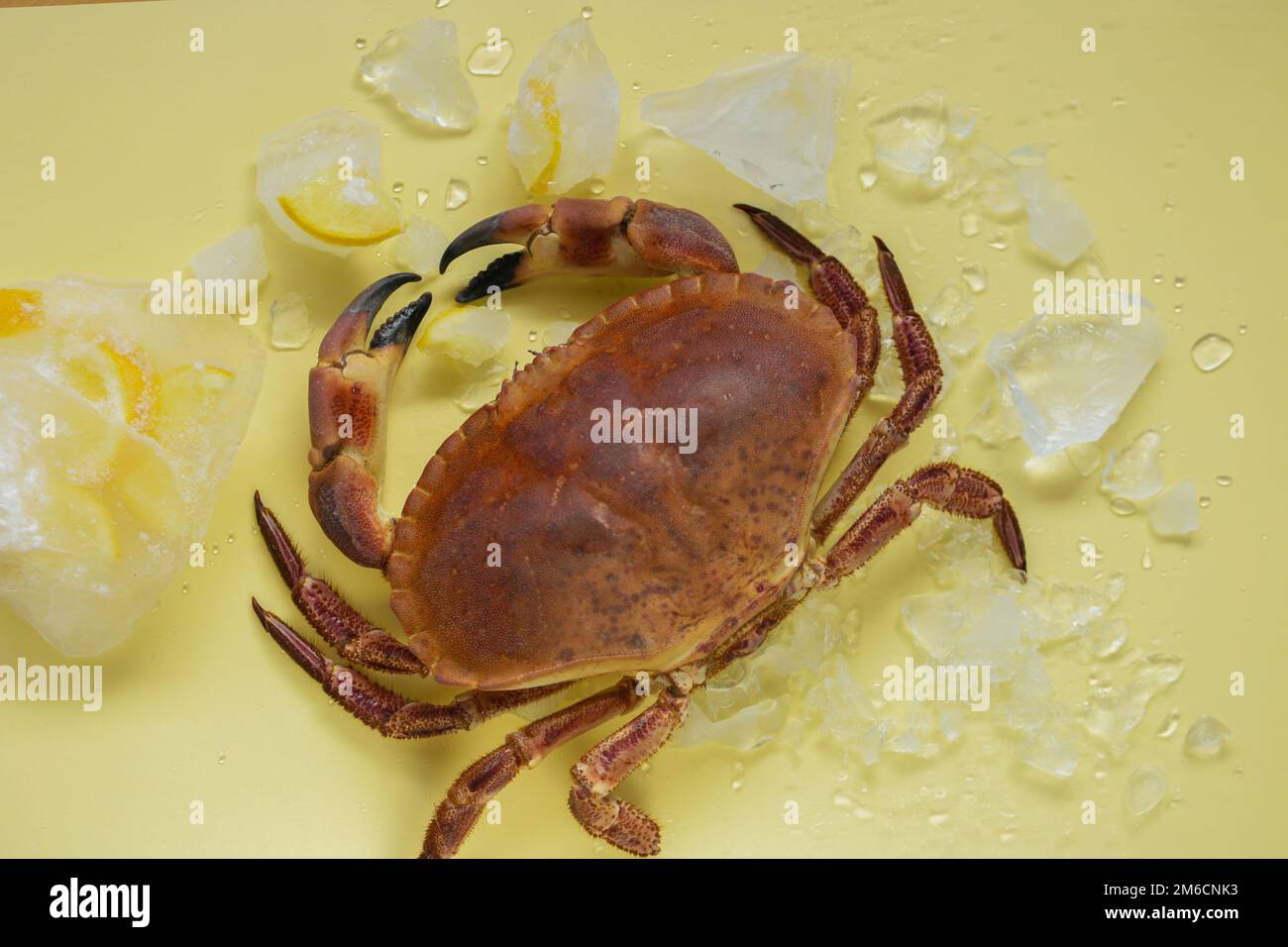 crabs and seafood. Crab boiled and lemons in ice on a yellow background ...
