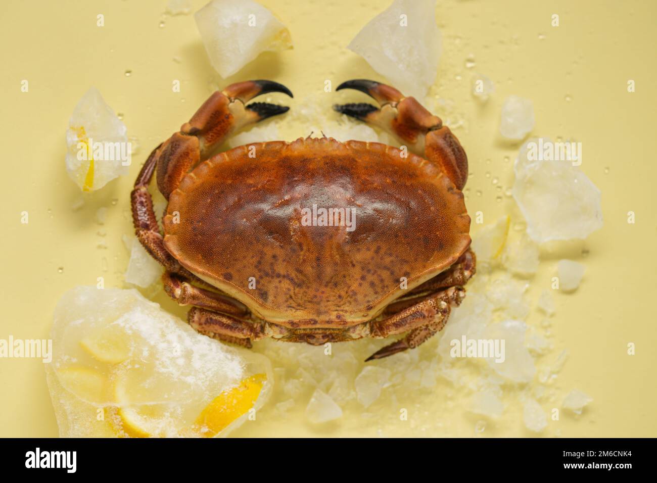 Crab with ice.Cooking crabs and seafood. Crab boiled and lemons in ice ...