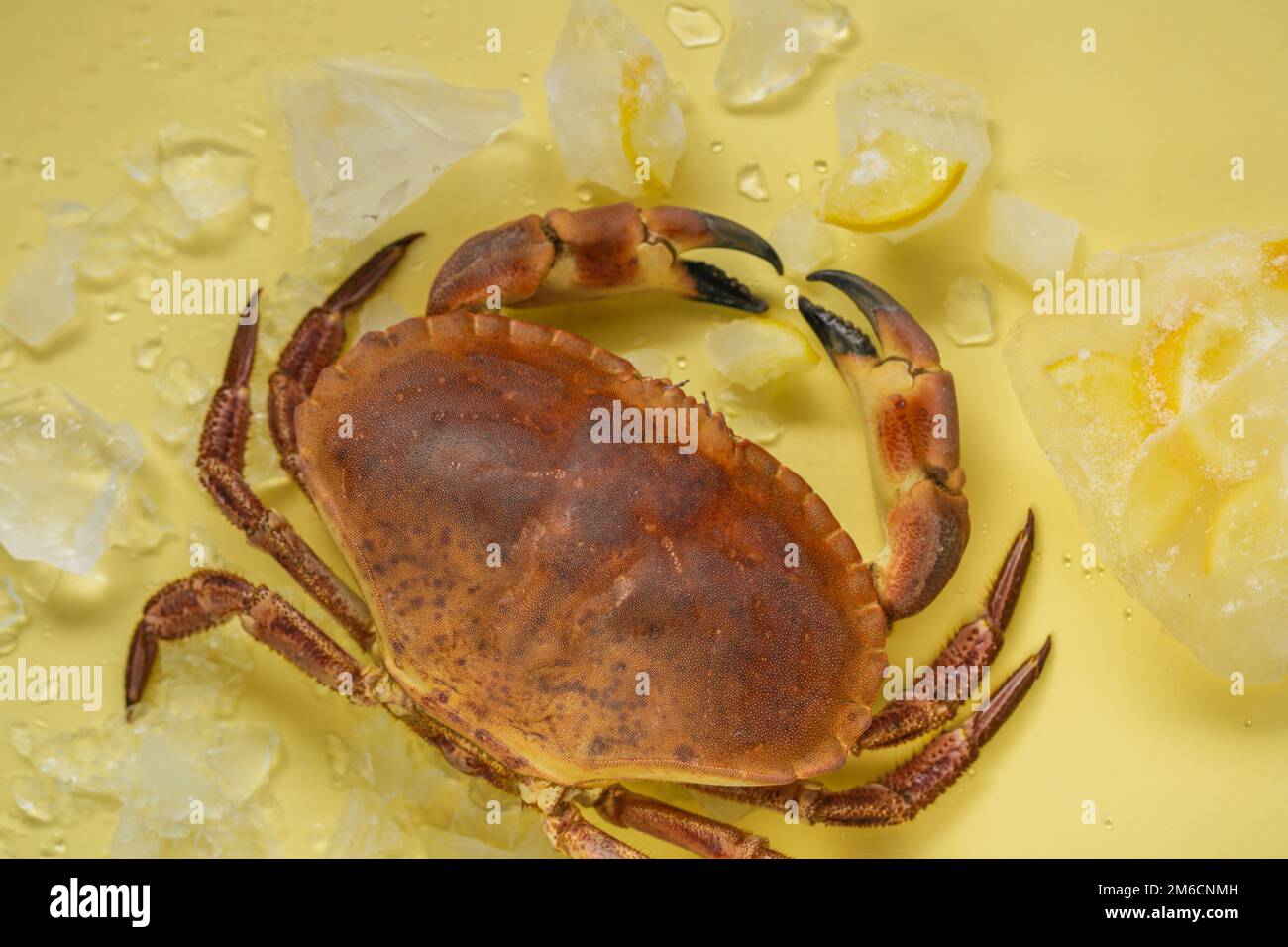 Seafood species.Dietary protein source. Cooking crabs and seafood. Crab ...