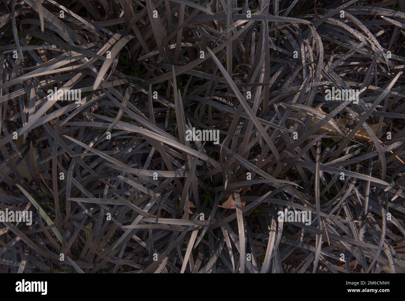 Texture of decorative grass in dark purple color Stock Photo - Alamy
