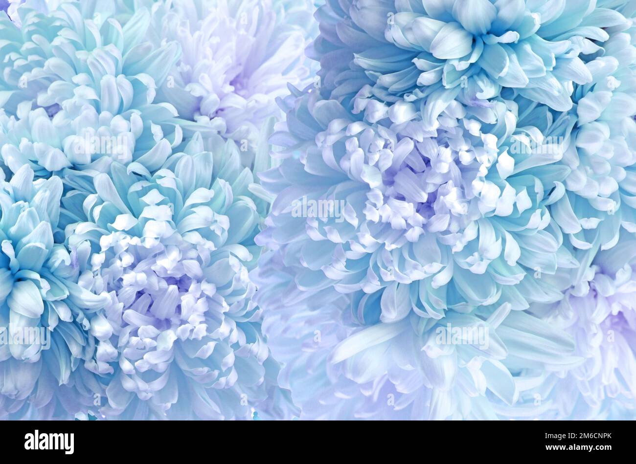 Floral background.Asters petals texture in blue colors.Floral wallpaper ...