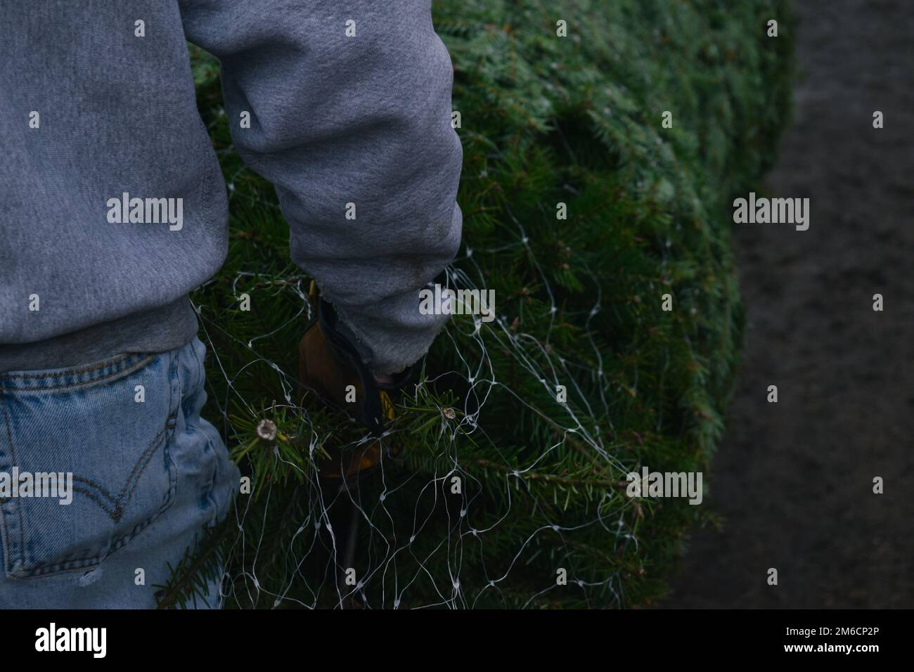 Christmas Tree hunting at Red Barn Stock Photo - Alamy
