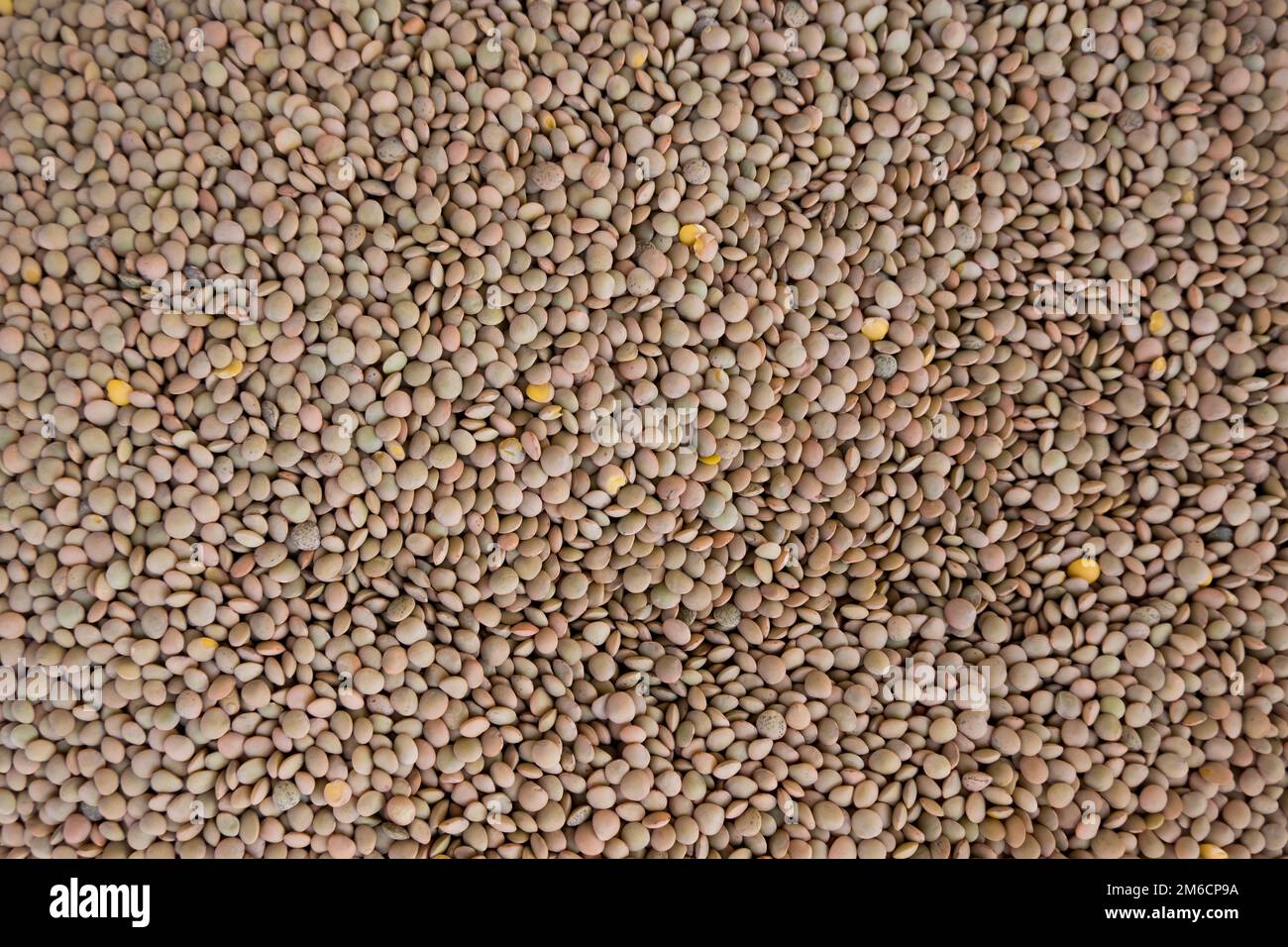 Lentil farm hi-res stock photography and images - Alamy