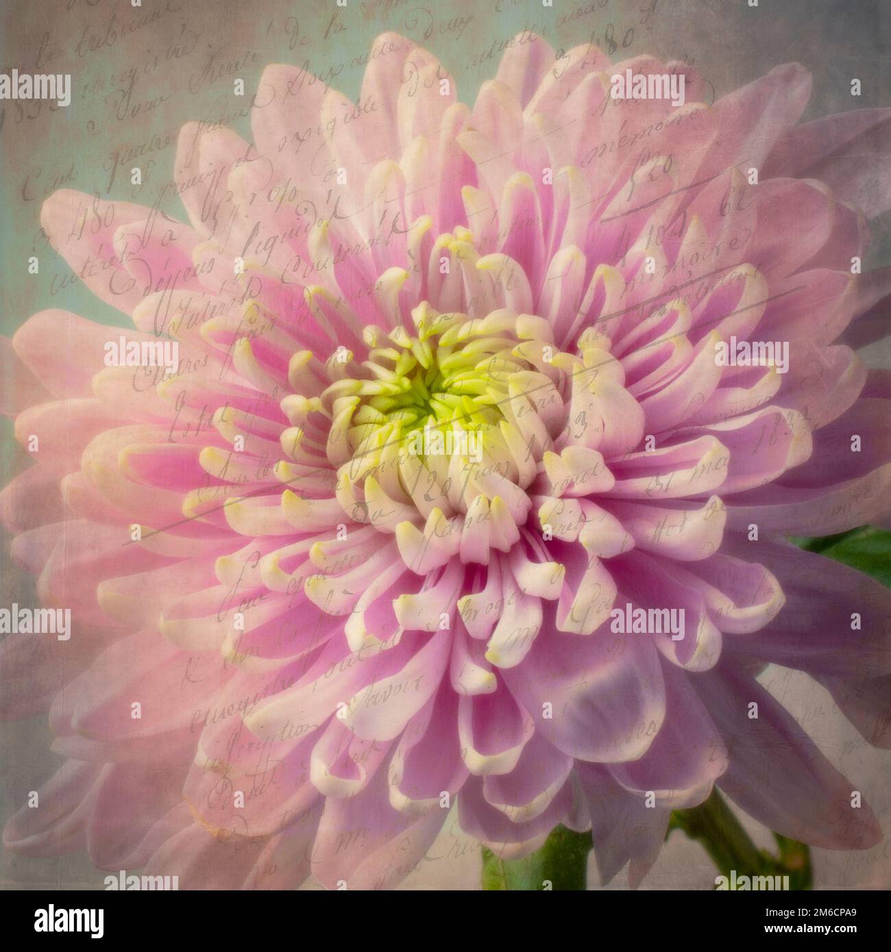 Exotic Pink Mum Stock Photo - Alamy