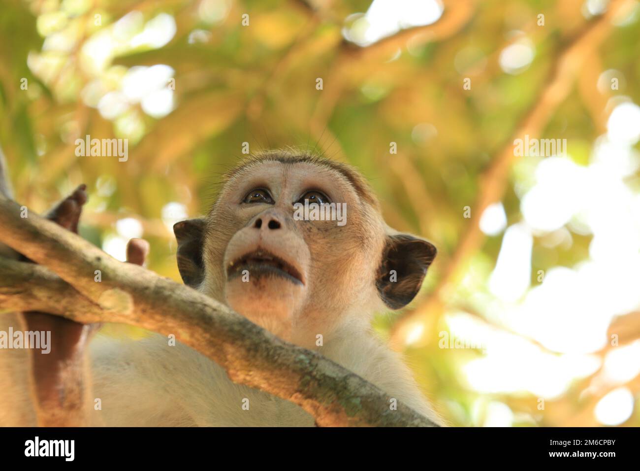 Monkeys and Grey Languor's in the forest. Sri Lanka Stock Photo - Alamy