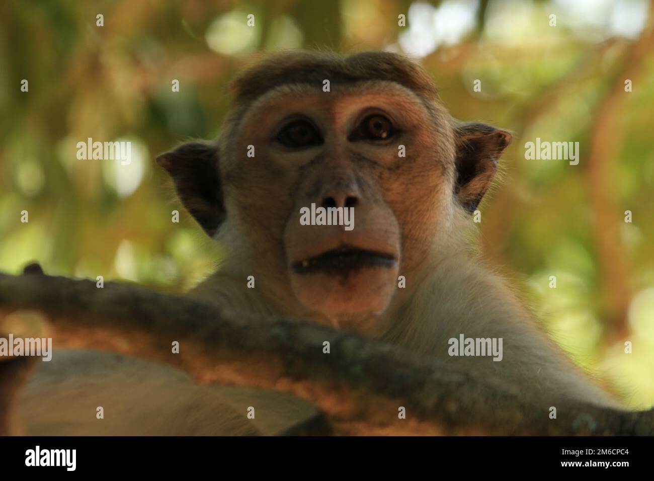 Monkeys and Grey Languor's in the forest. Sri Lanka Stock Photo - Alamy