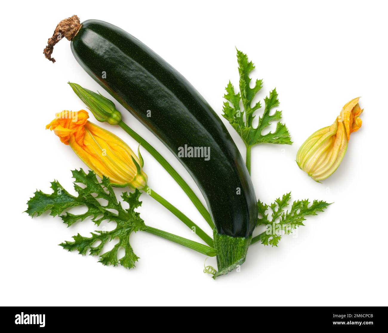 Green Zucchini with Leaf and Flower Isolated on White Background Stock ...