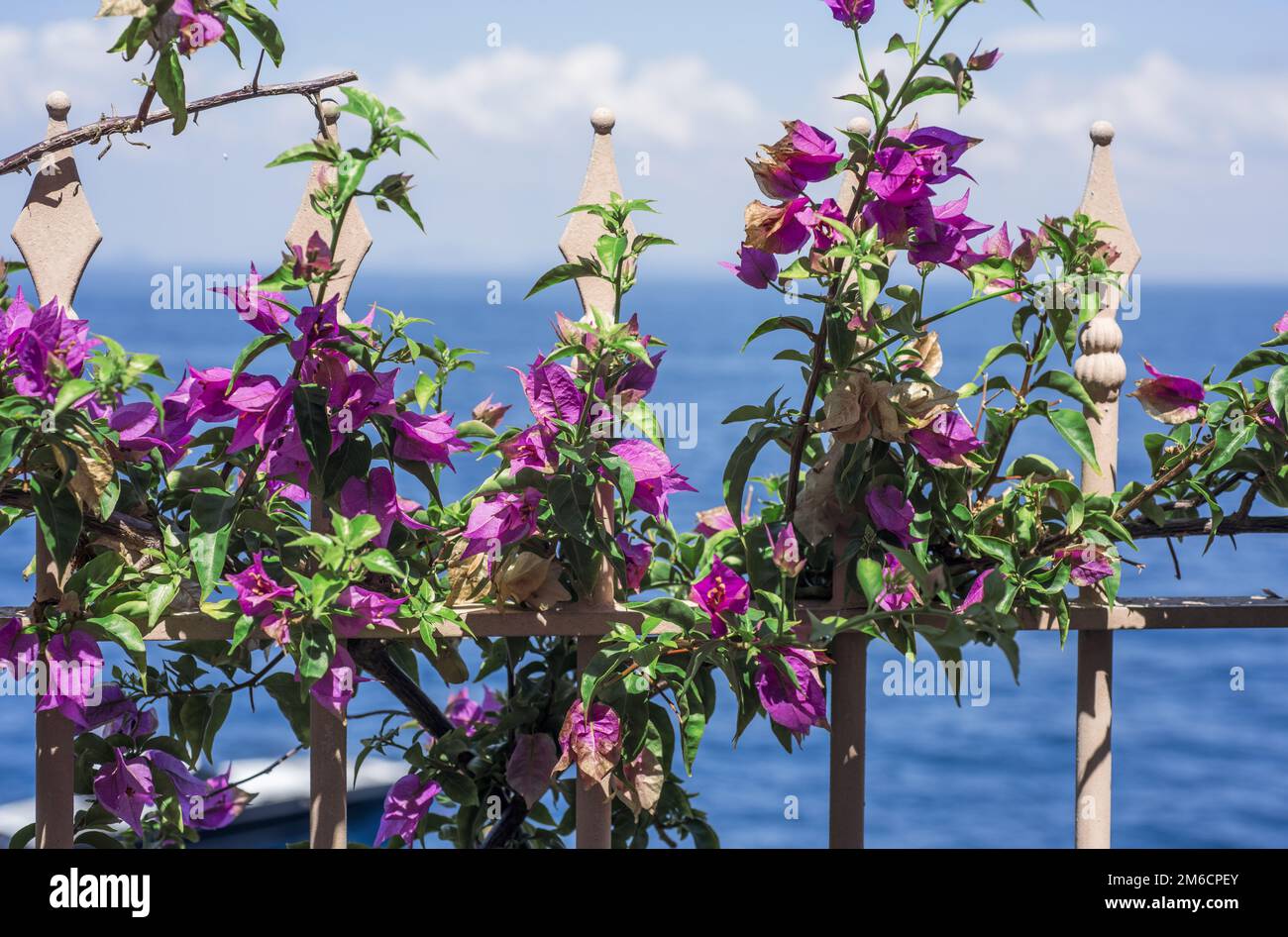 Violet summer flowers hi-res stock photography and images - Alamy
